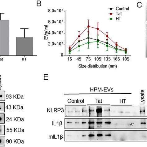 Characterization Of Microglia Derived Exosomes From Human Primary