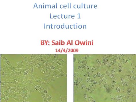 Ppt Animal Cell Culture Lecture 1 Introduction Powerpoint