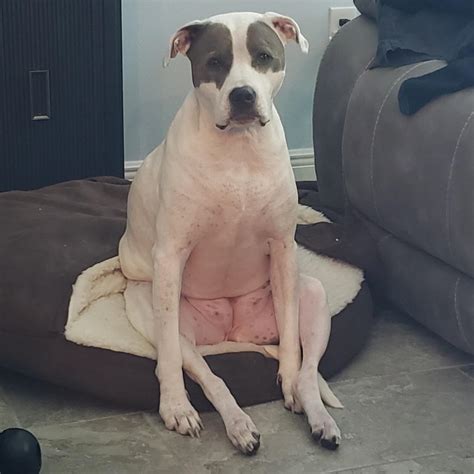 751 Best Pittie Images On Pholder Pitbulls Velvethippos And Aww