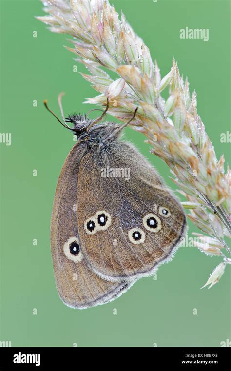 Ringlet Aphantopus Hyperantus Butterfly Showing False Eyespots Gaume