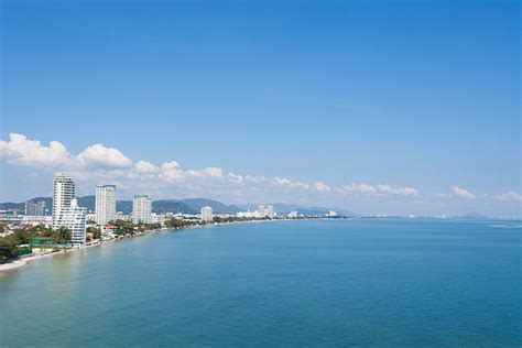참오동나무 스톡 사진 및 일러스트 Istock