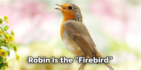 Robin Spiritual Meaning Explained 2025