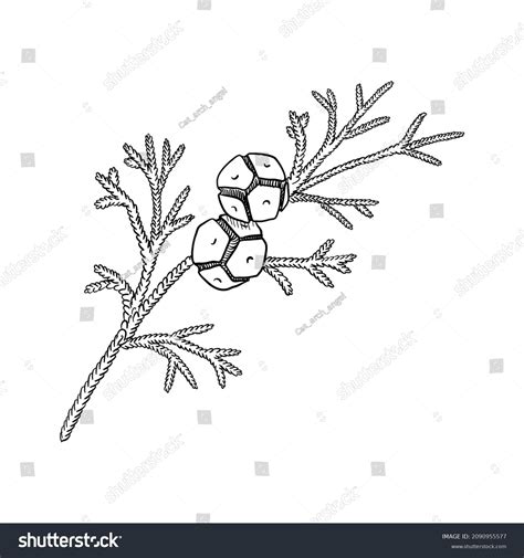524 Chamaecyparis Obtusa 이미지 스톡 사진 및 벡터 Shutterstock