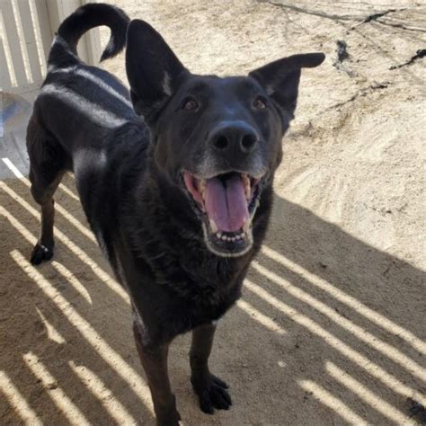 Community Impact Nevada Humane Society