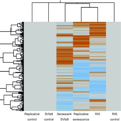 Heatmap Of Gene Expression In Three Types Of Senescent Cells Gene