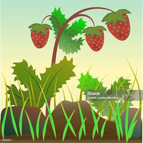 야생 풀밭 사이 포도나무에 신선한 딸기 자연에서 잎과 잘 익은 열매가 있는 딸기 덤불 0명에 대한 스톡 벡터 아트 및 기타 이미지 0명 건강한 생활방식 건강한 식생활