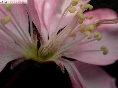 重瓣红海棠Malus spectabilis Ait Borkh var riversii Kirchn Rehd 植物图片