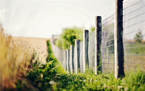 Sunlight Depth Of Field Nature Grass Wall Green Morning Fence