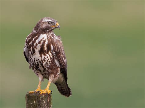 Buizerd Het Diertje Van De Dag