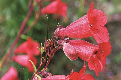 Penstemon Low Maintenance Perennial Sun Garden Flower Garden Yucca