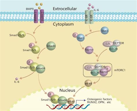 Schematic Diagram Of Il 6 Effects On Promoting Bmp9 Induced Osteogenic