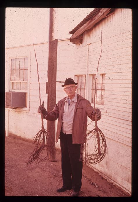 Container Versus Bareroot Pecan Trees Pecan South Magazinepecan South Magazine The Pecan