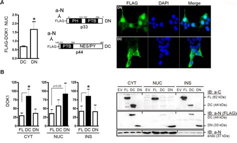 N And C Terminal Domains Determine Subcellular Localizations Of Dok1