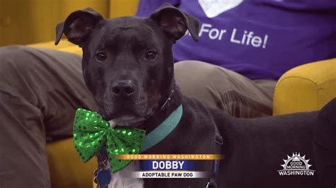 Dobby Steals The Spotlight Looking For His Forever Home