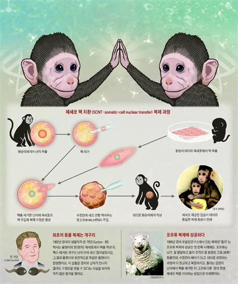 [재미있는 과학] 난자에 체세포 핵 주입… 中 영장류 복제 성공했어요 프리미엄조선
