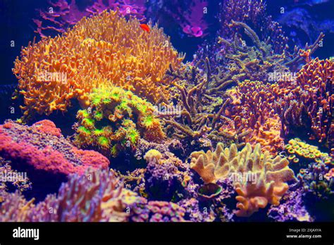 Colorful Coral Reef With Many Different Types Of Plants And Sea