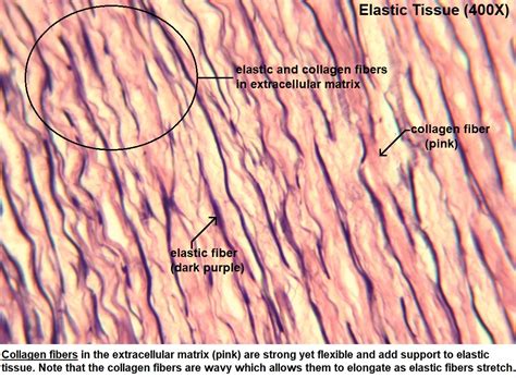 Elastic Fibers Connective Tissue