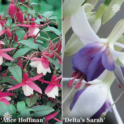 Hardy Fuchsia Collection