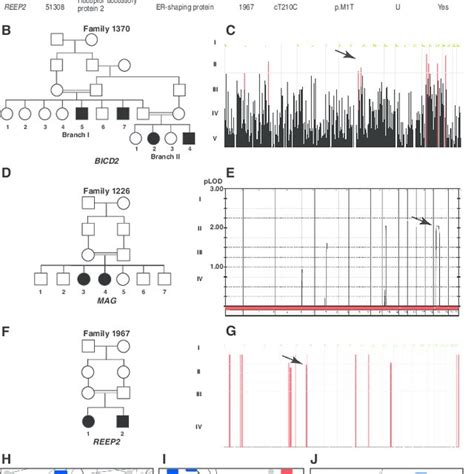 Genes From Hsp Networks Found Mutated In Hsp A Hsp Candidate Genes Download Scientific