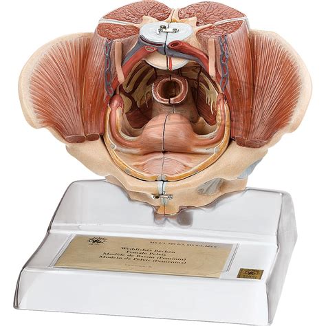 Weibliches Becken Modell Somso® Genitalorgane Biologie Lehrmittel