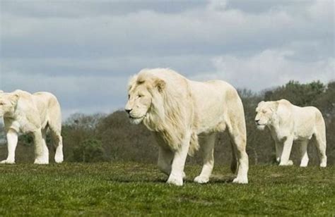 მსოფლიოს ყველაზე ძვირადღირებული 7 ცხოველი