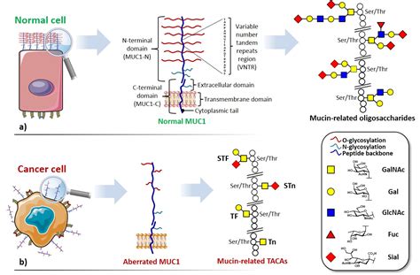 Muc1 And Tumor Associated Carbohydrate Antigens Tacas Glycopedia