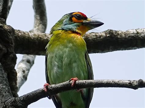 51 Birds In Sri Lanka The Worlds Rarest Birds