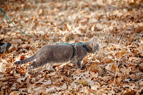 Premium Photo Cat Gray Fur Closeup
