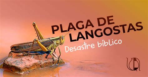 Qué Significan Las Langostas En La Biblia Un Análisis Profundo Y