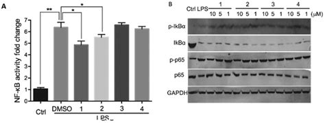 Effects Of 14 On Lps Stimulated Nf κb Activation A The Nf κb