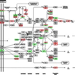 Differentially Expressed Genes Involved In MAPK Signaling Pathway
