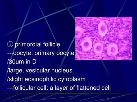 Ppt Female Reproductive System Powerpoint Presentation Free Download