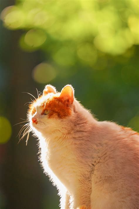 摄影橘猫 阳光下的喵星人