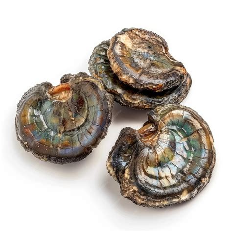 Premium Photo Fresh Raw Abalone Pile Isolated Abalone Seafood