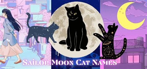 Sailor Moon Cat Names Anime Name Ideas PetsTime