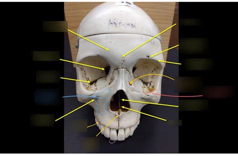 Maxillafrontalorbital Diagram Quizlet