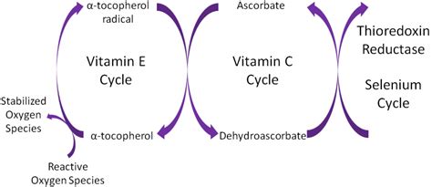 Antioxidant Micronutrients Human Nutrition