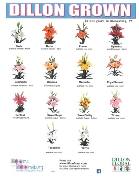 Lilies Dillon Floral Corporation