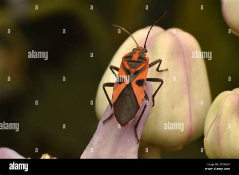Darth Maul Bug Feeding On Giant Calotrope Flower Bud Milkweed Java