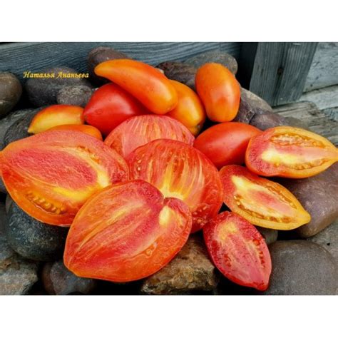 Гном Затонувший персик, Поцелованный солнцем персик (Dwarf Sunkissed Peach)