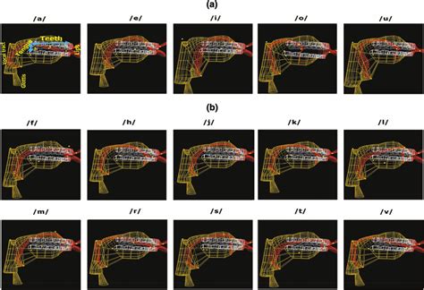 3d Representation Of The Vocal Tract Model While Pronouncing English Download Scientific