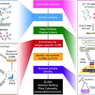 Flow Chart Depicting The Entire Method Of The Generation Of SAGRs Download Scientific Diagram