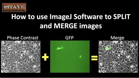 How To Use Imagej Software To Split And Merge Images Youtube