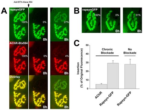 Rapsyn Gfp Synaptic Turnover Is Not Altered By Synaptic Activity Blockade Download Scientific