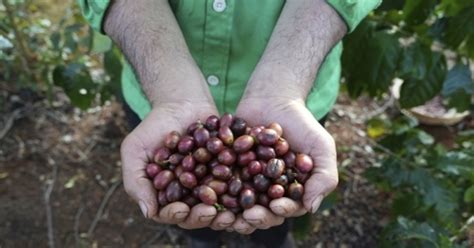 커피 원료 가격마저 뛴다커피 가격 인상 줄줄이