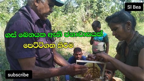 ගස් බෙනයක ඇති ජනාවාසයක් පෙට්ටිගත කිරීම මී මැසි පාලනය Bee Keeping