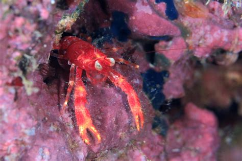 アナモリチュウコシオリエビ甲殻図鑑 海底奉行のわくわく海洋教室