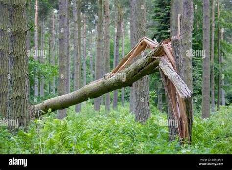 Cracked And Broken Tree Trunk Of Fallen Tree Stock Photo Alamy