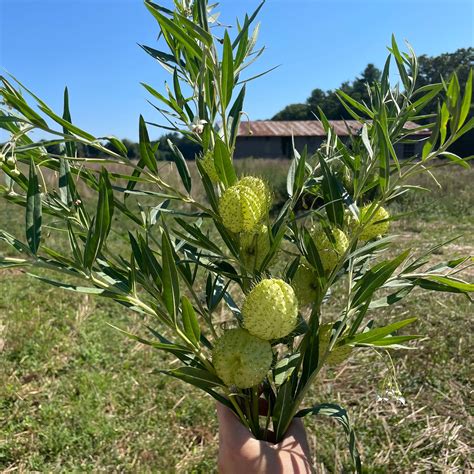 Hairy Balls Milkweed Gomphocarpus Hudson Valley Seed Company