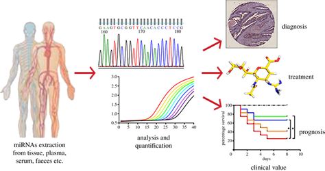 Emerging Microrna Biomarkers For Colorectal Cancer Diagnosis And Prognosis Open Biology